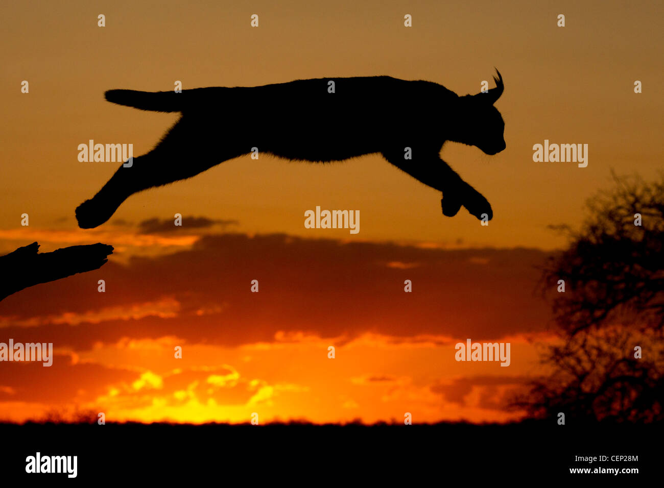Caracal (Felis caracal) jumping at sunset, silhouette, South Africa ...
