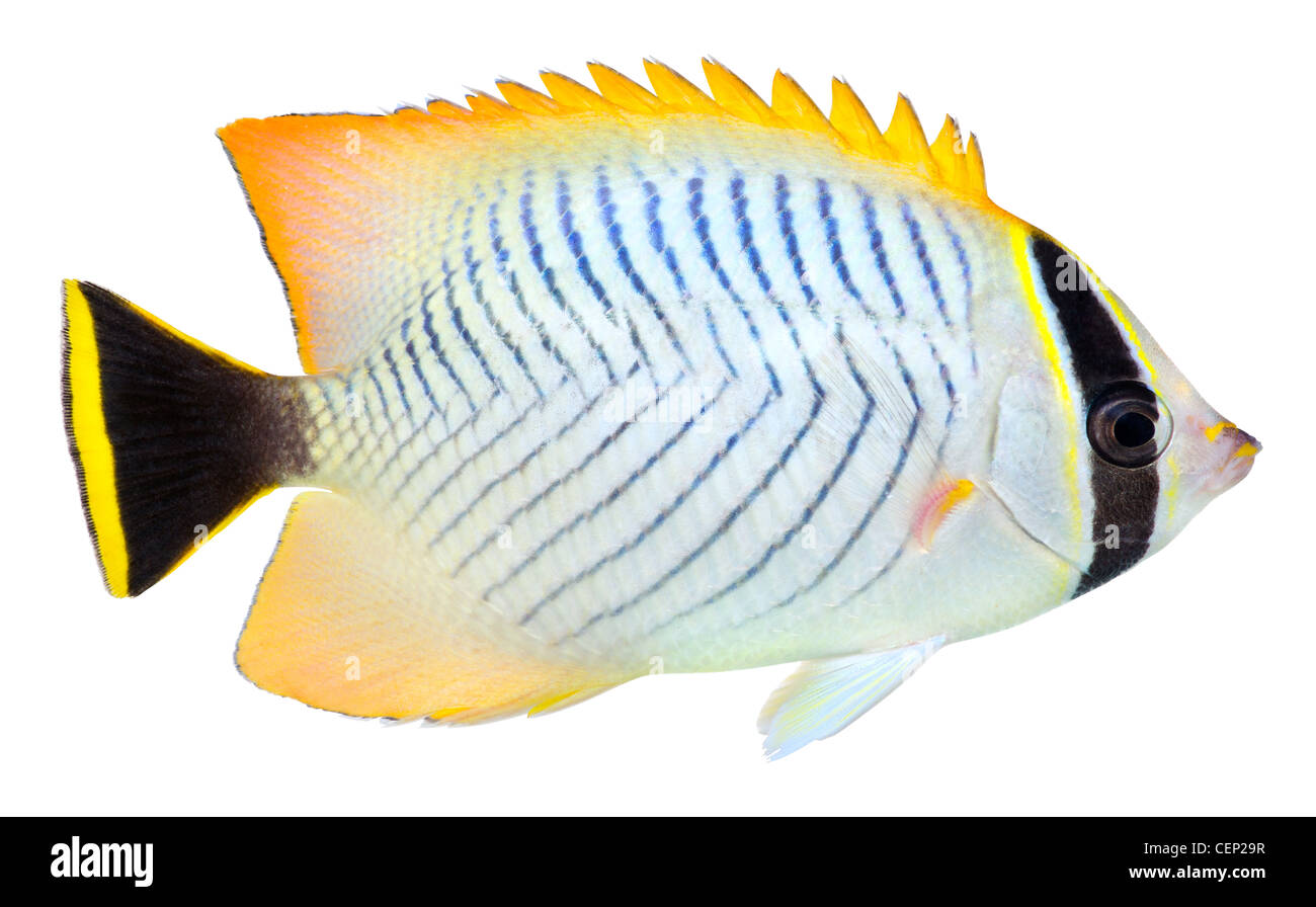 Chevron Butterflyfish isolated in white background. Chaetodon ...