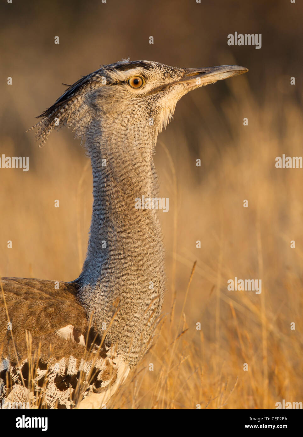 Kori Bustard, (Ardeotis kori) South Africa Stock Photo - Alamy