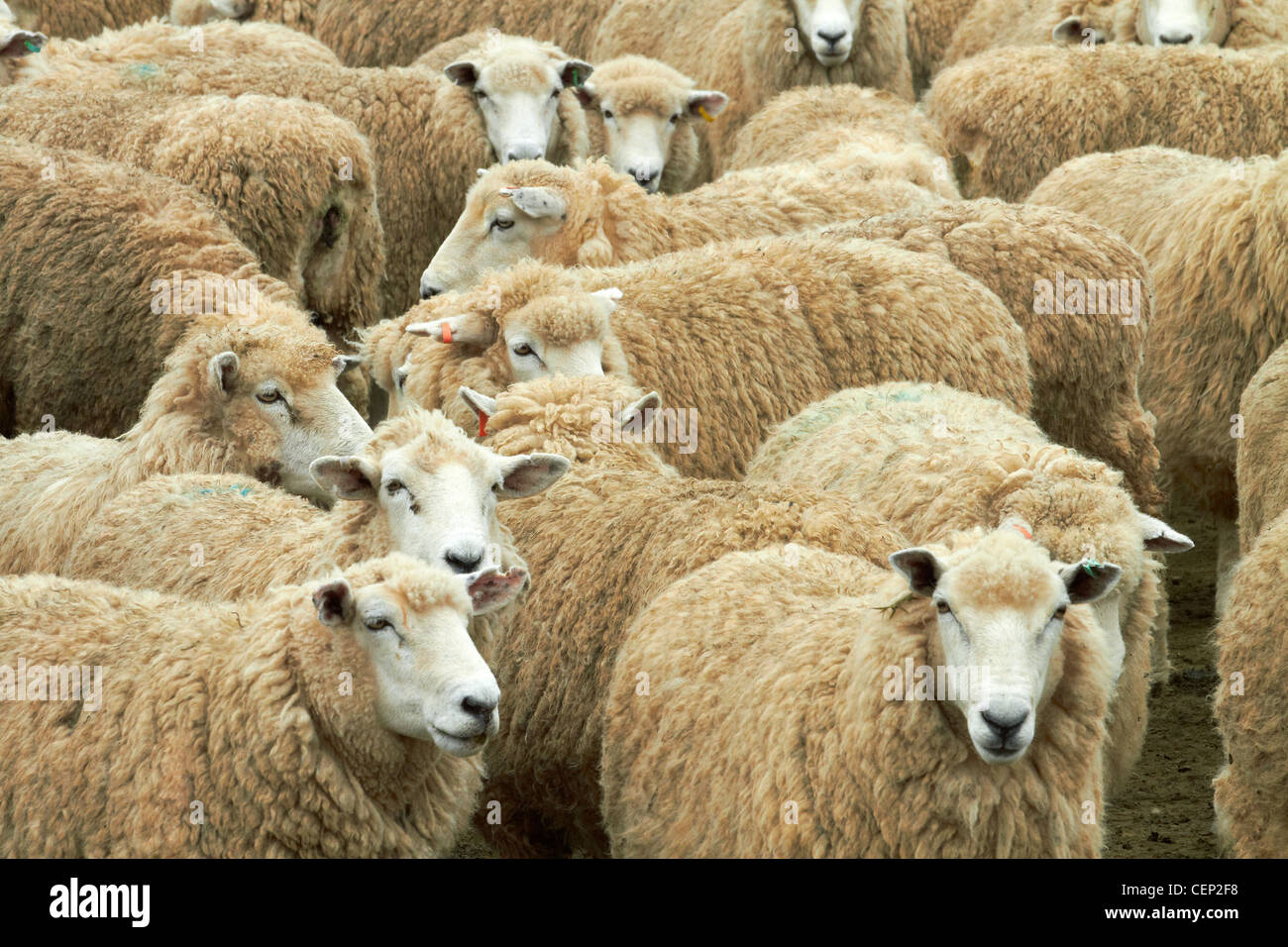 Sheep muster hi-res stock photography and images - Alamy