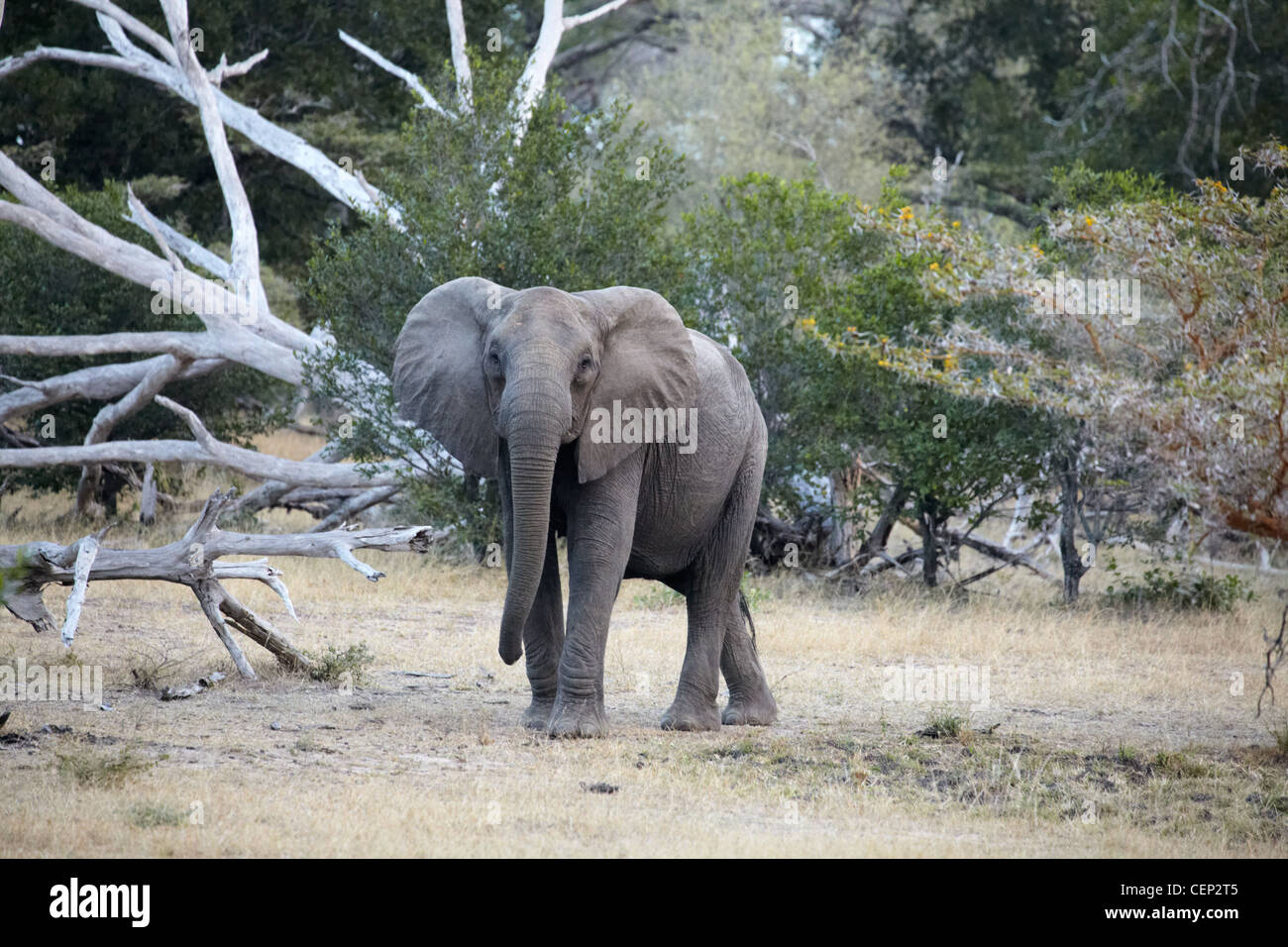 Curious elephant hi-res stock photography and images - Alamy
