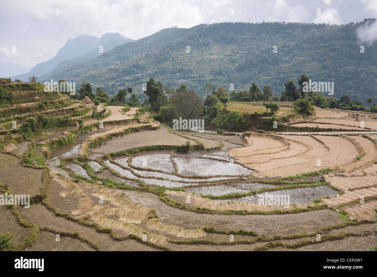Terraced rice field near Dhampus Village - Pokhara Valley, Nepal ...