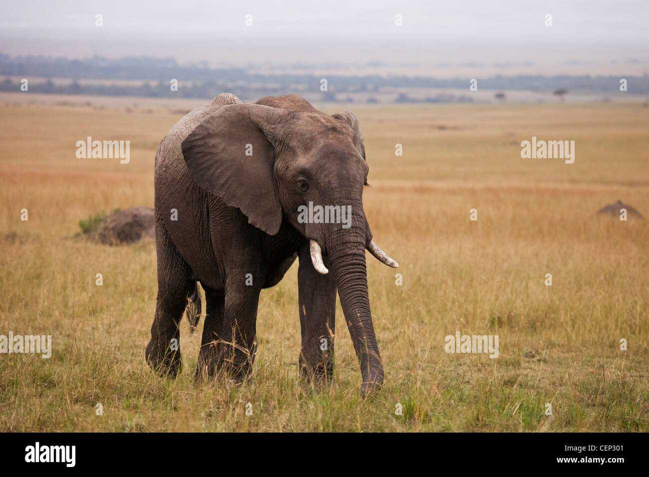 Animals early morning in serengeti hi-res stock photography and images ...