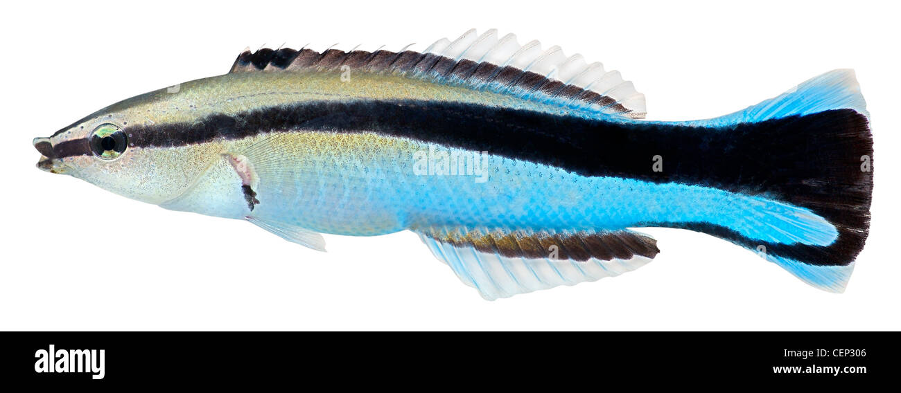 Labroides Dimidiatus