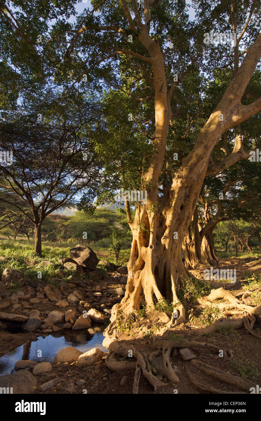 Giant Fig Tree In The Ewaso Rongai Valley; Kenya Stock Photo - Alamy