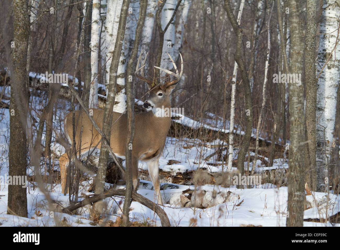 White-tailed buck in winter Stock Photo - Alamy