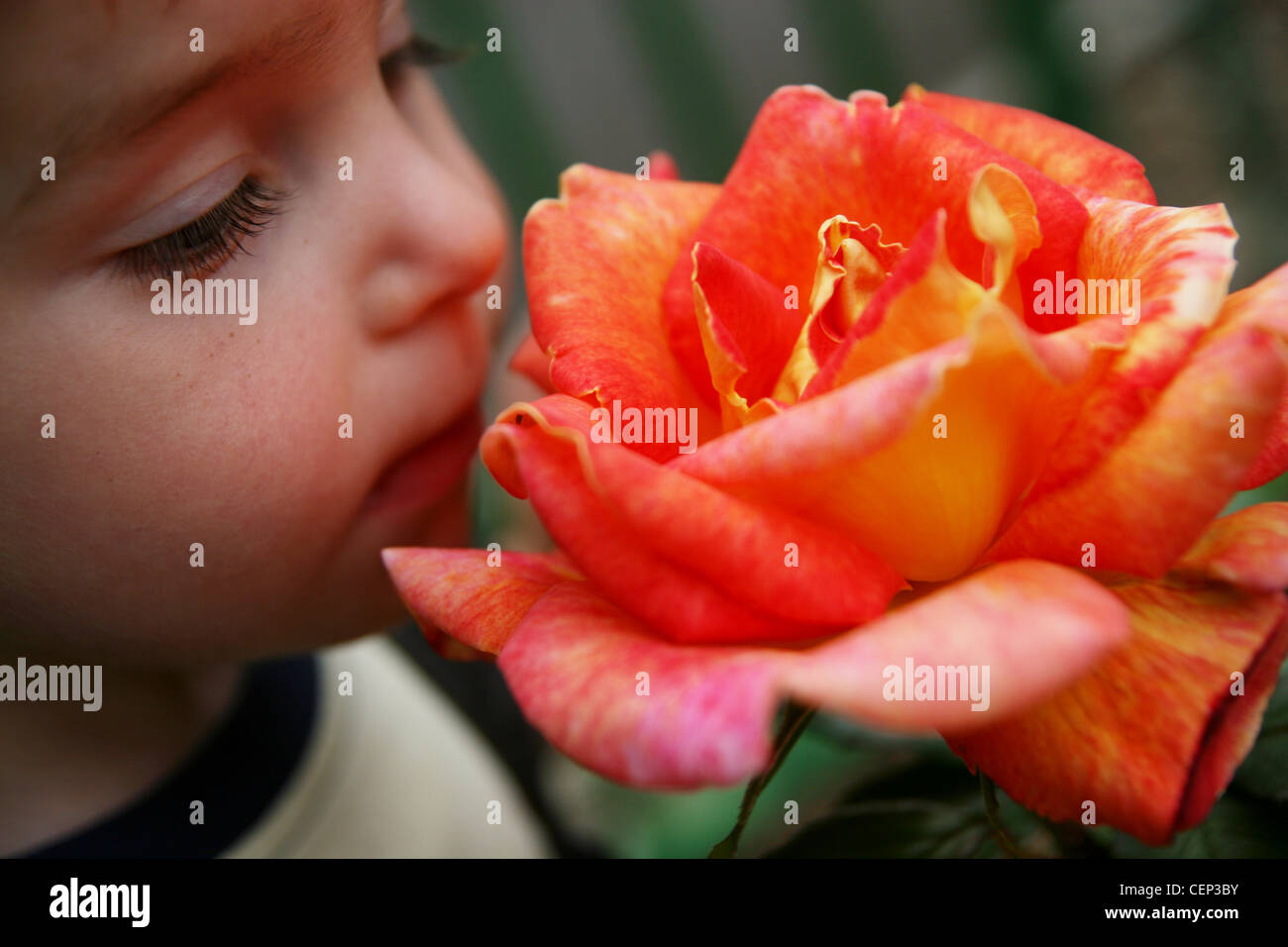 Male child smelling a large orange rose Stock Photo - Alamy