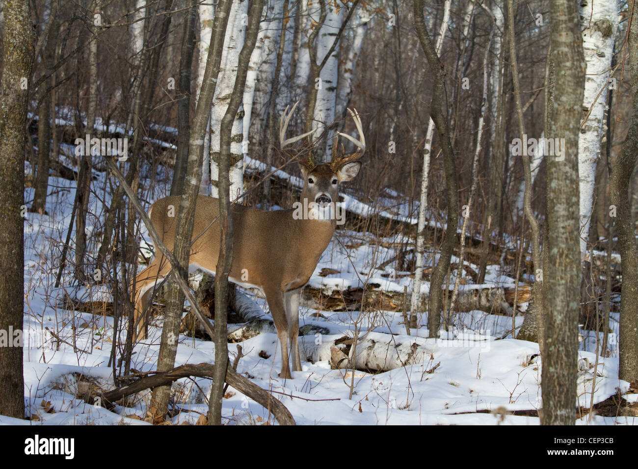 White-tailed buck in winter Stock Photo - Alamy