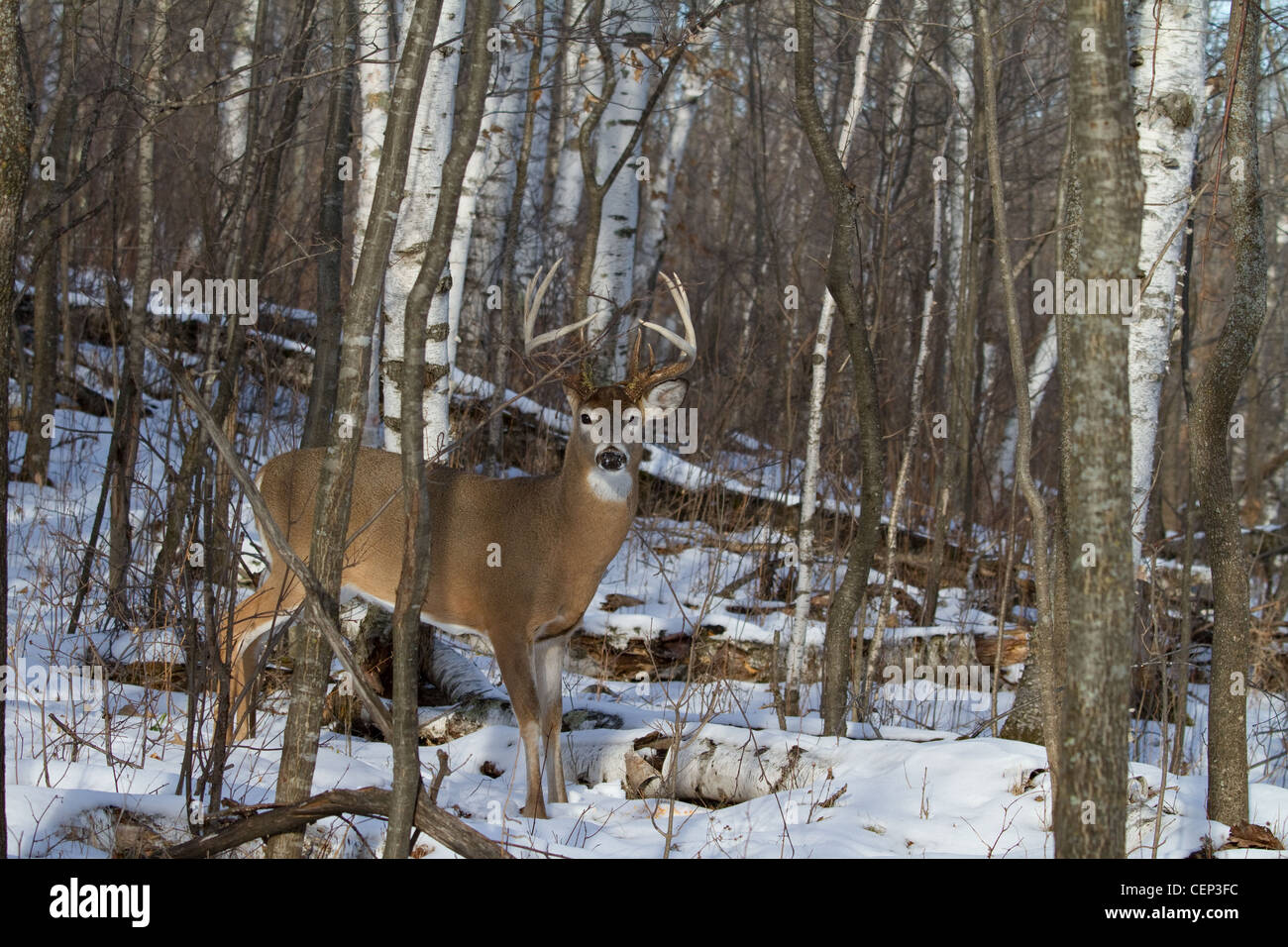 White-tailed buck in winter Stock Photo - Alamy