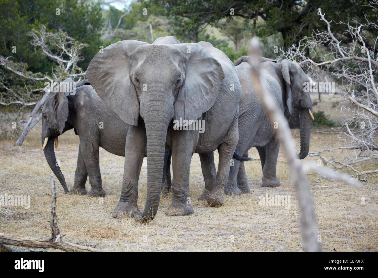 Elephant protective circle Stock Photo - Alamy