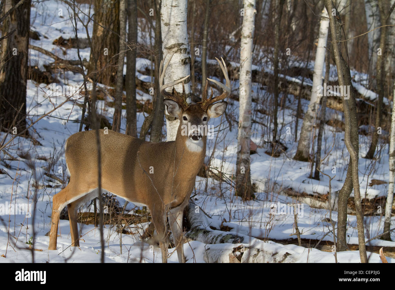 White-tailed buck in winter Stock Photo - Alamy