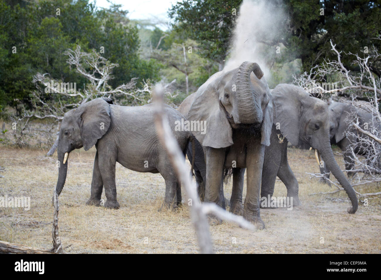 Elephant herd africa dust hi-res stock photography and images - Alamy