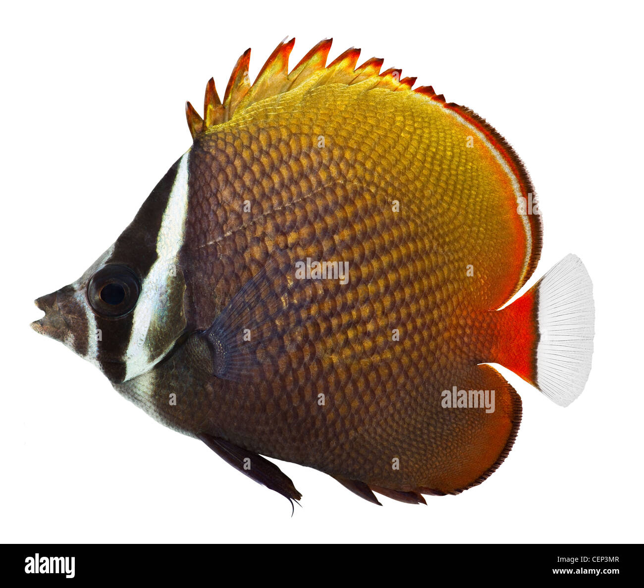 Collare butterflyfish isolated on white background. Redtail ...