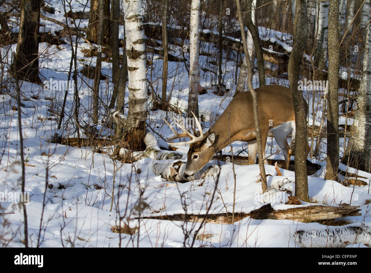 White-tailed deer in winter Stock Photo - Alamy