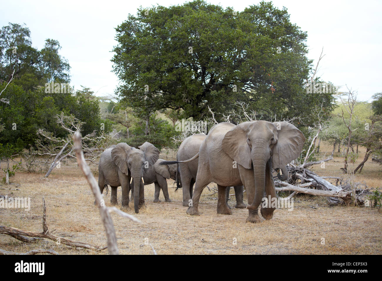 Curious elephant hi-res stock photography and images - Alamy