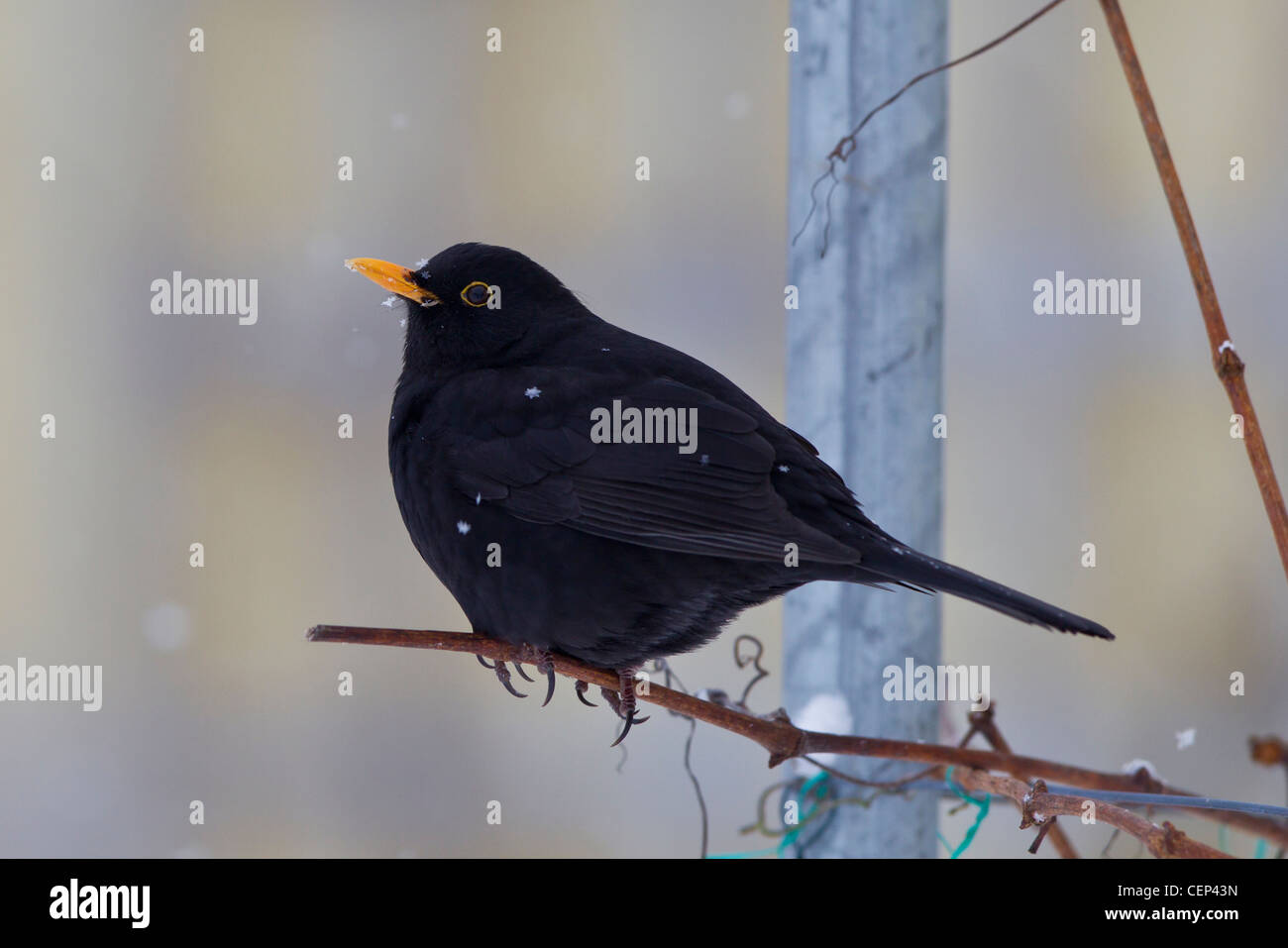 Amsel hi-res stock photography and images - Alamy
