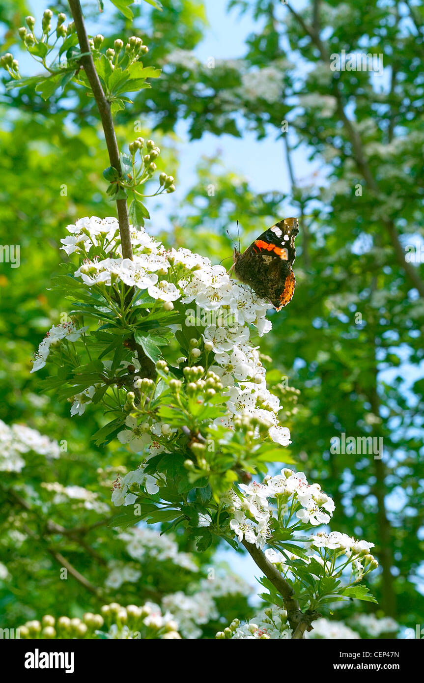 Butterfly in a tree hi-res stock photography and images - Alamy