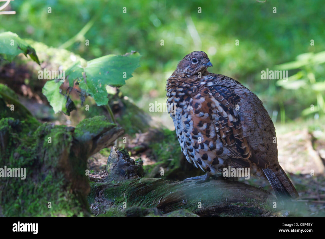 Haselhuhn Hazel Grouse Hazel Hen Tetrastes bonasia Stock Photo - Alamy