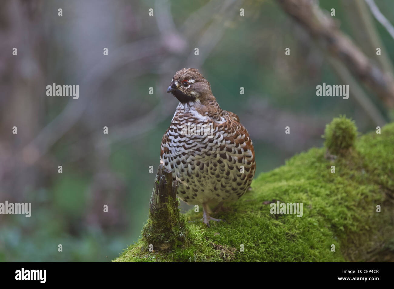 Haselhuhn Hazel Grouse Hazel Hen Tetrastes bonasia Stock Photo - Alamy