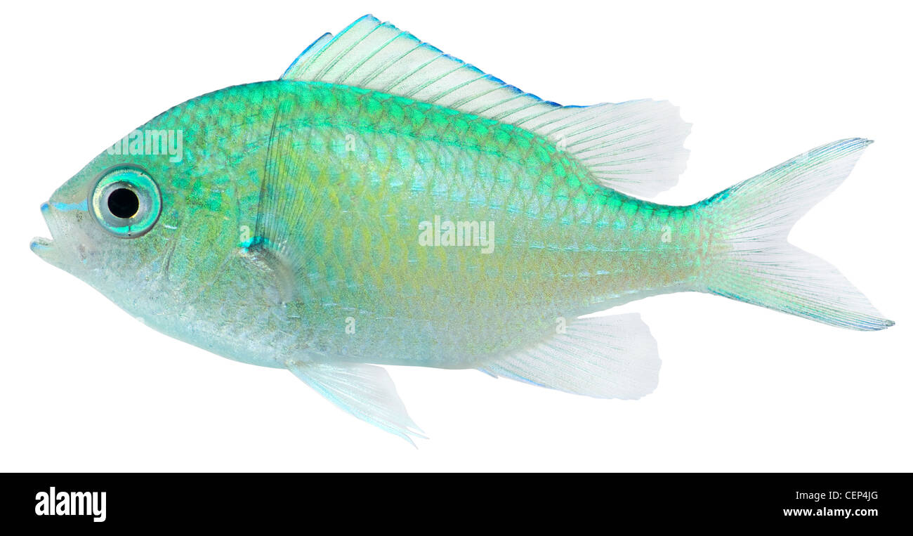 Blue Green Chromis isolated in white background. Damselfish (Chromis ...