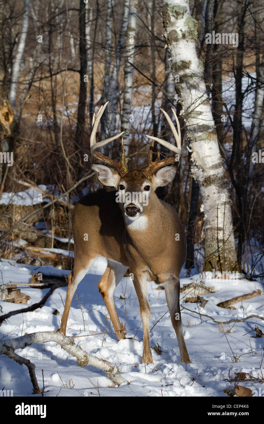 White-tailed buck in winter Stock Photo - Alamy