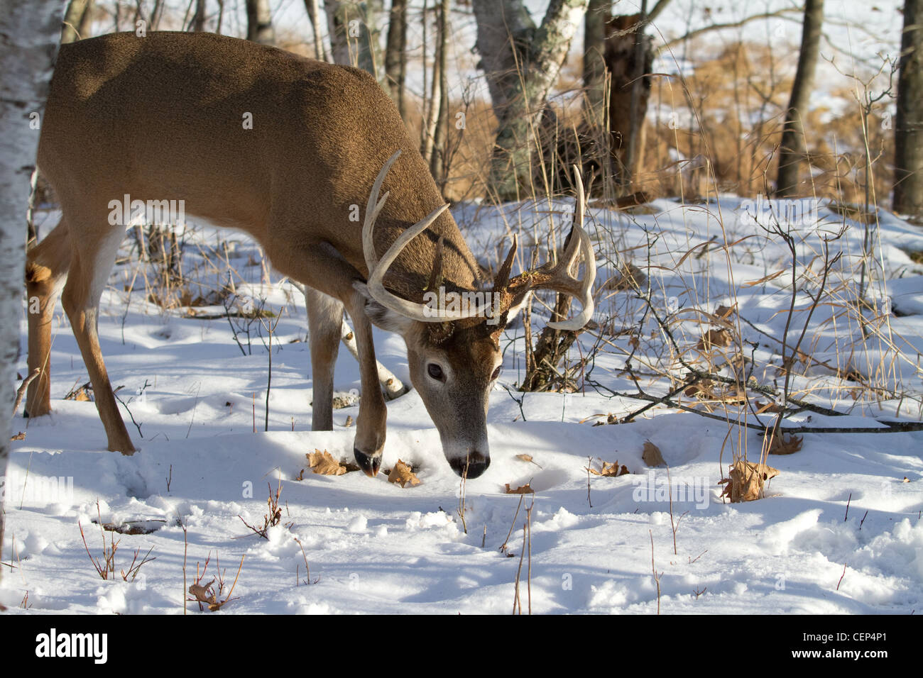 White-tailed deer in winter Stock Photo - Alamy