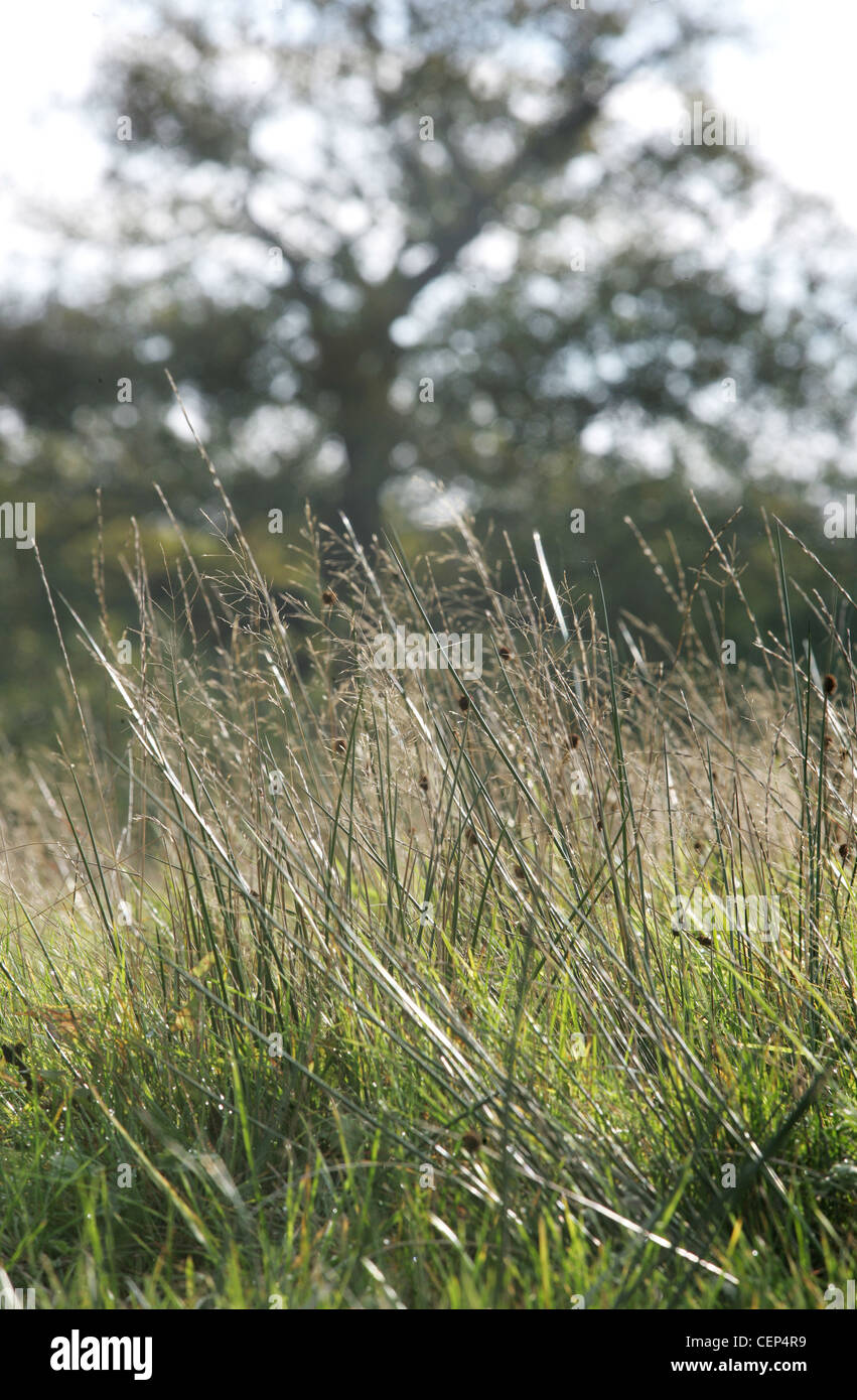 Creating wildlife habitatsAn area of long unmown grass Stock Photo - Alamy