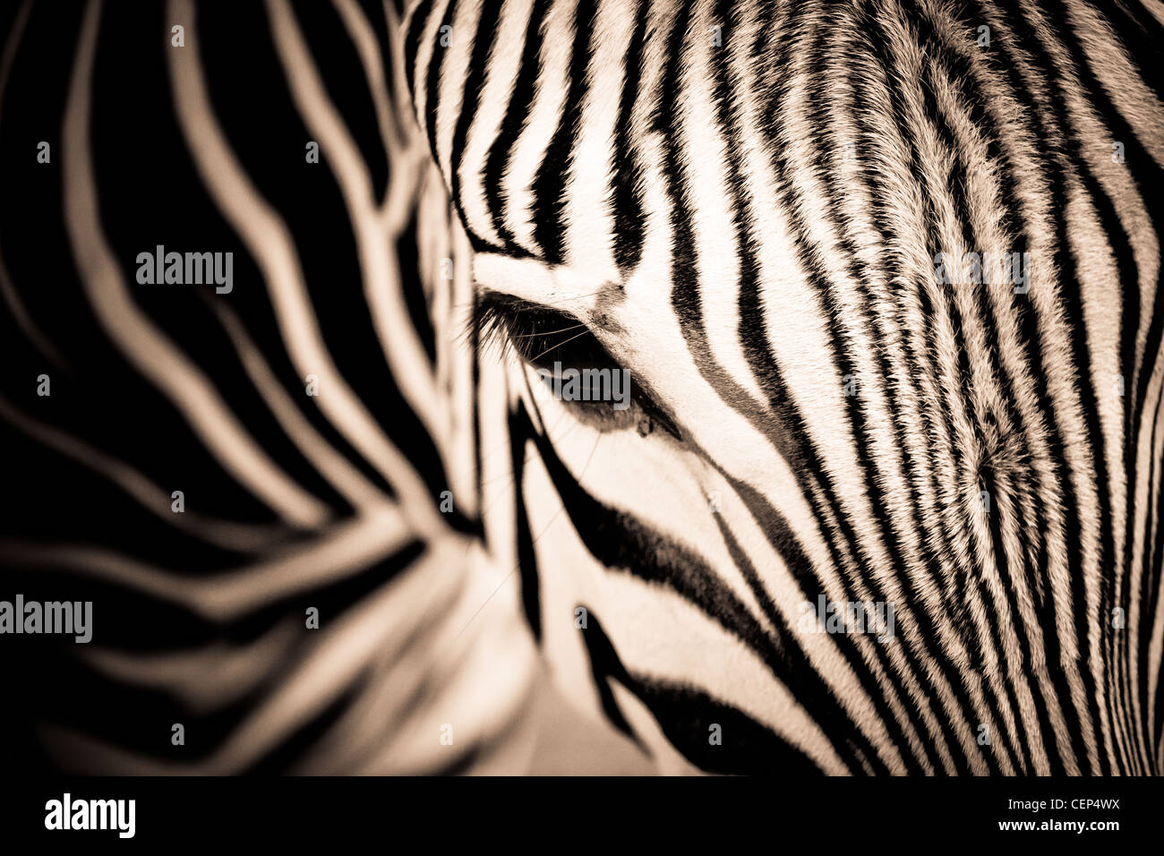 A closeup of a zebra Stock Photo - Alamy