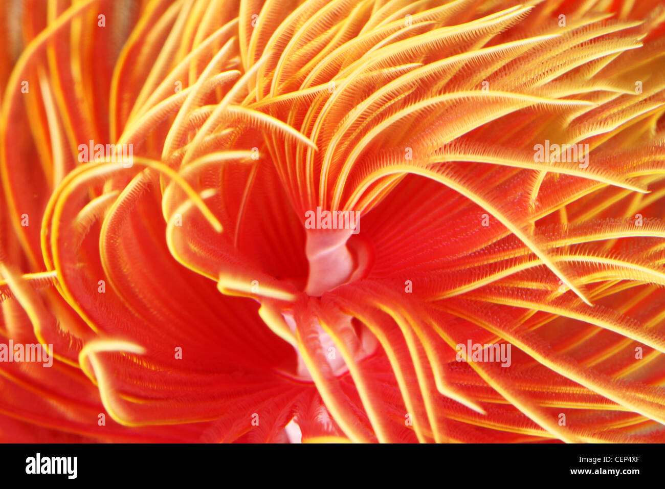 Fire worm hi-res stock photography and images - Alamy