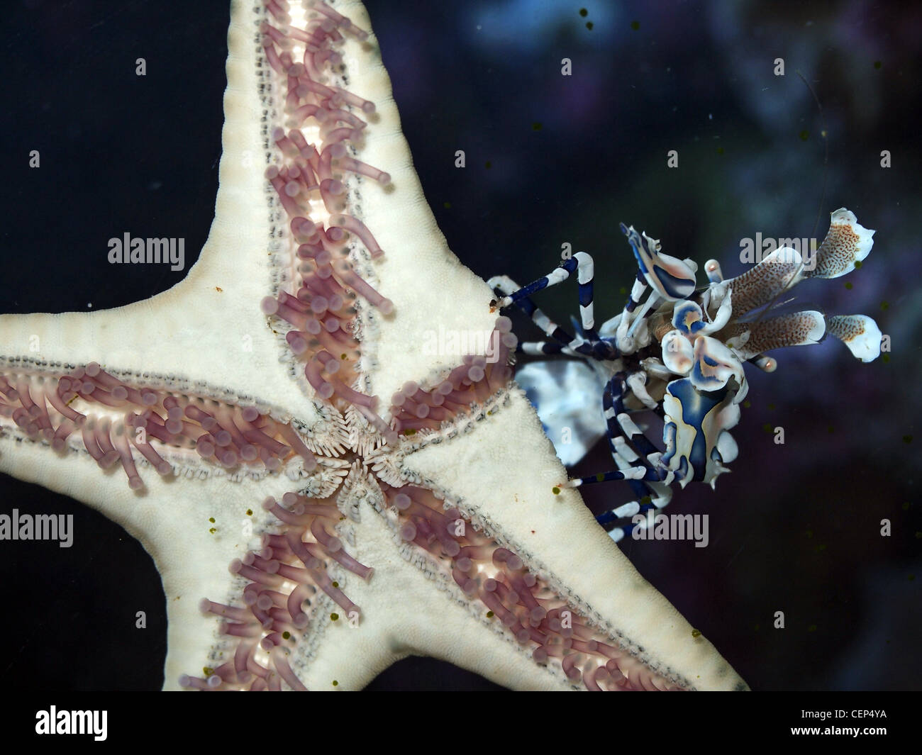 Shrimp eating starfish hi-res stock photography and images - Alamy