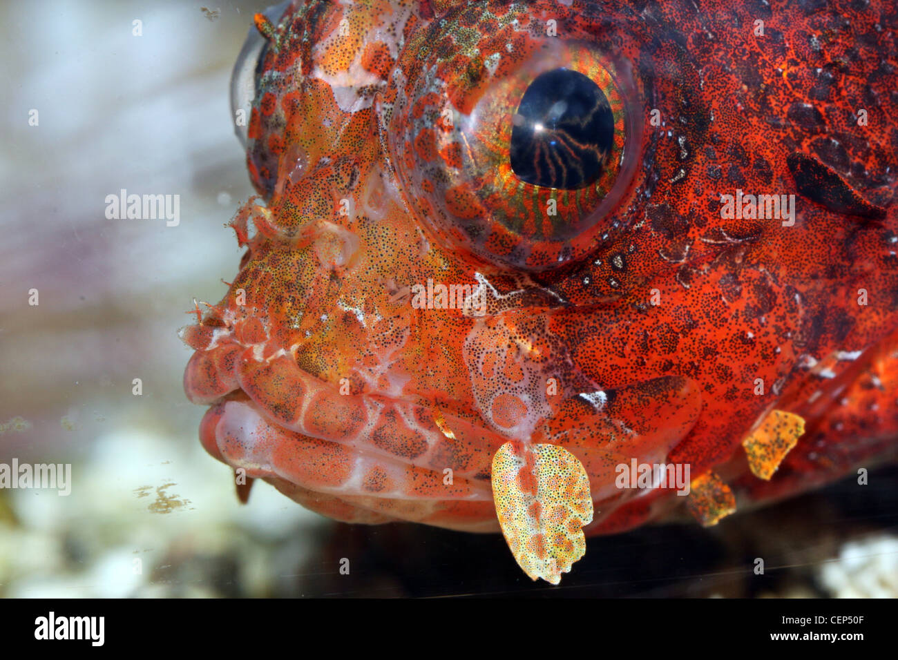 Red fuzzy dwarf lionfish Stock Photo - Alamy
