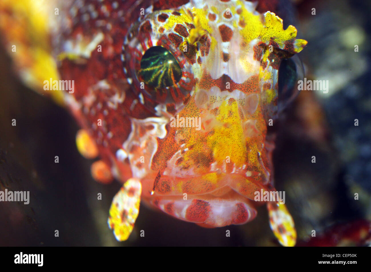 Red fuzzy dwarf lionfish Stock Photo - Alamy
