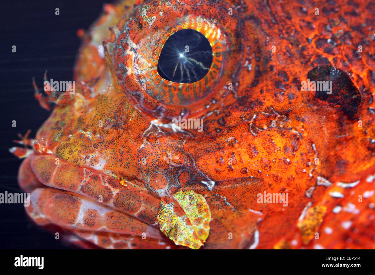 Red Fuzzy Dwarf Lionfish