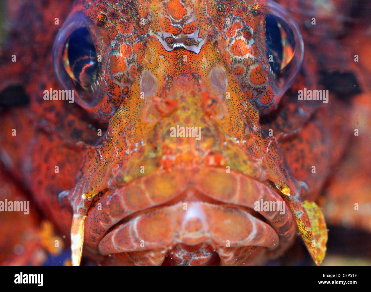 Fuzzy dwarf lionfish hi-res stock photography and images - Alamy