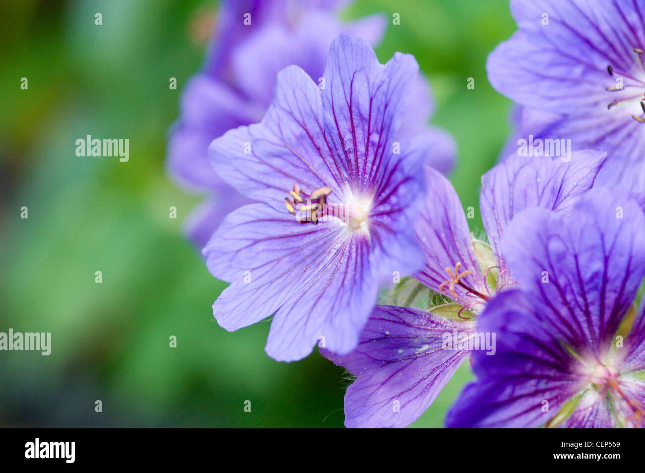 A close up of blue geranium flowers Stock Photo - Alamy