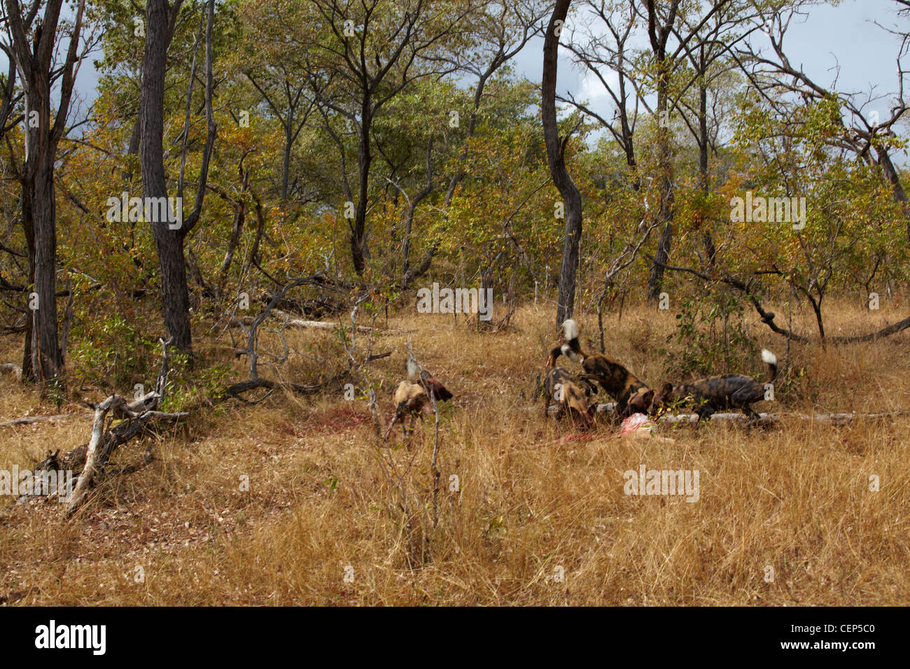 Kill game hi-res stock photography and images - Alamy