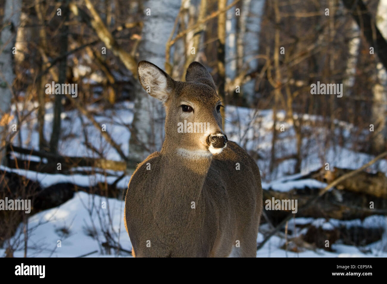 Artiodacytyla hi-res stock photography and images - Alamy