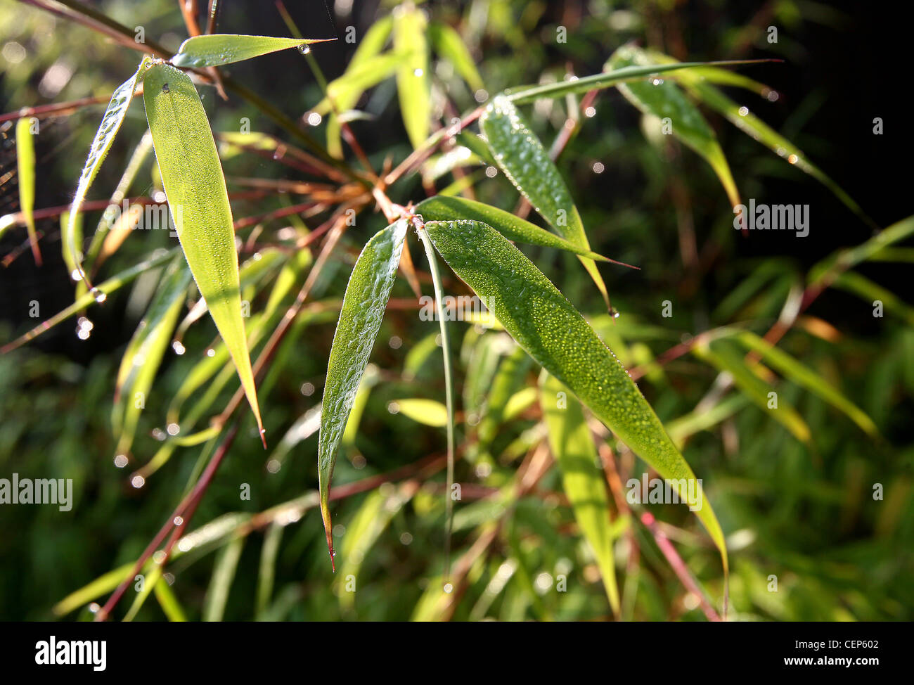 Fargesia Murieliae High Resolution Stock Photography and Images - Alamy