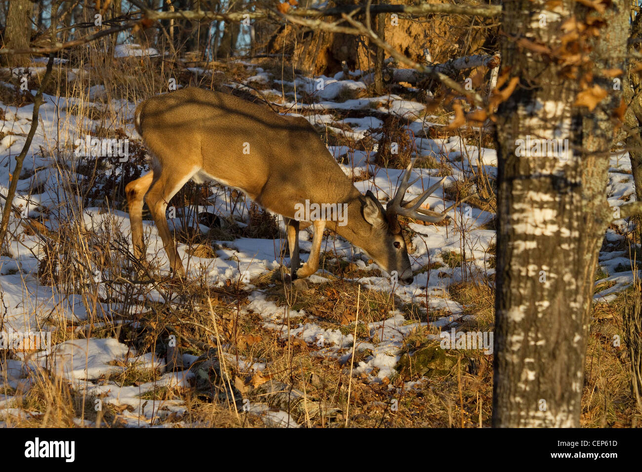 White-tailed deer in winter Stock Photo - Alamy
