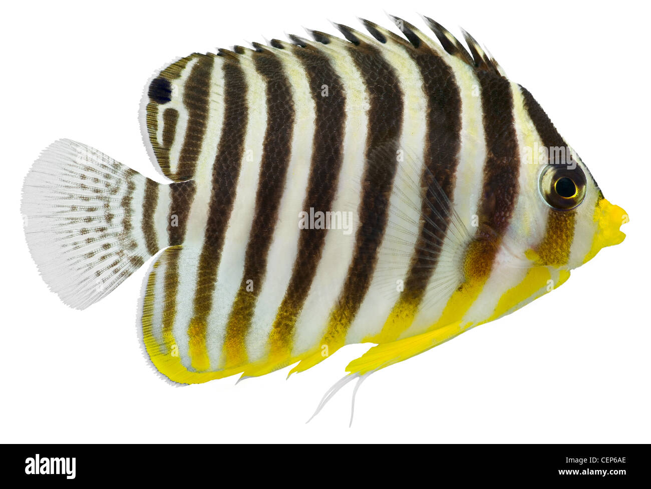 Multibarred Angelfish isolated in white background. (Centropyge ...