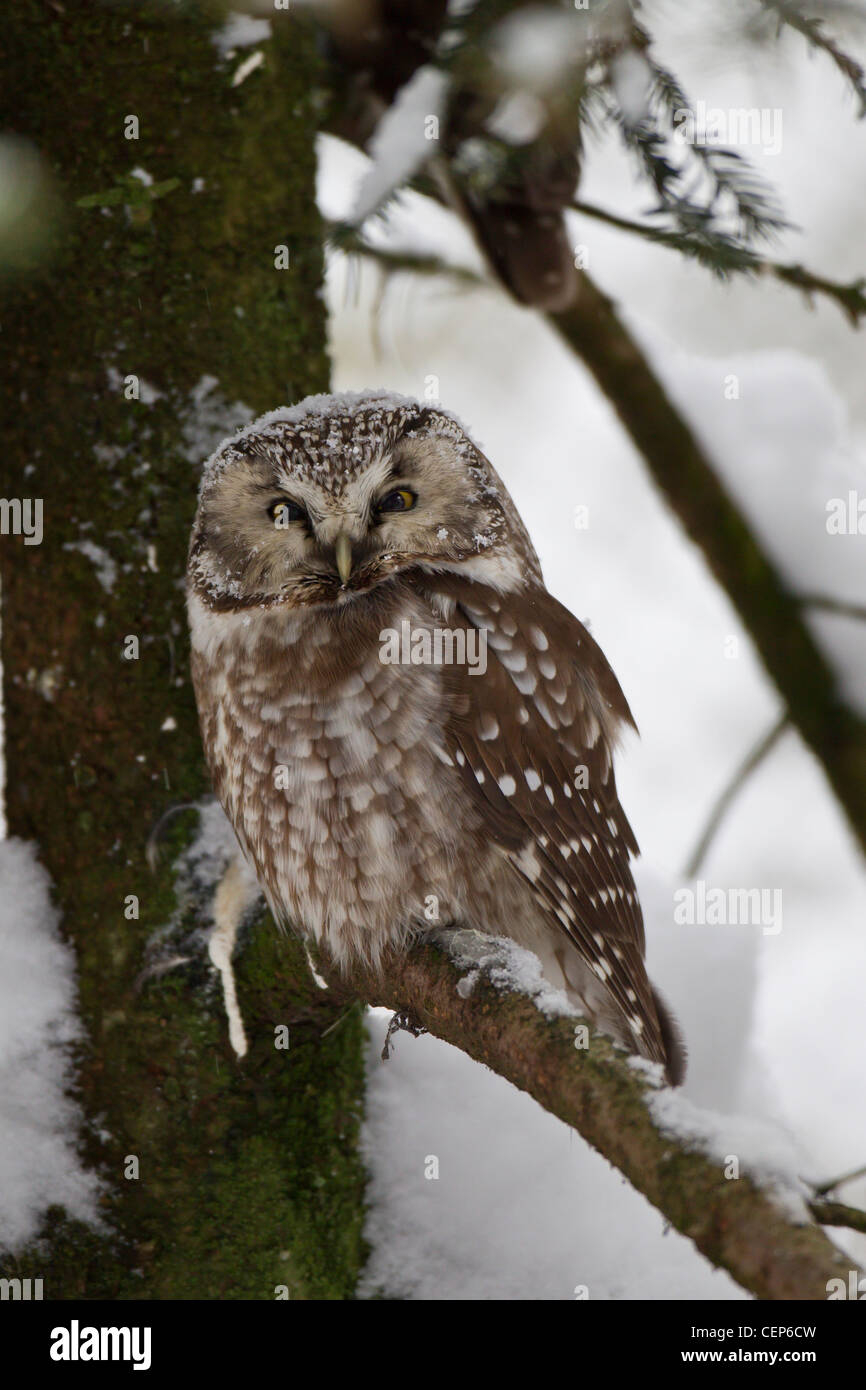 Aegolius Funereus High Resolution Stock Photography and Images - Alamy