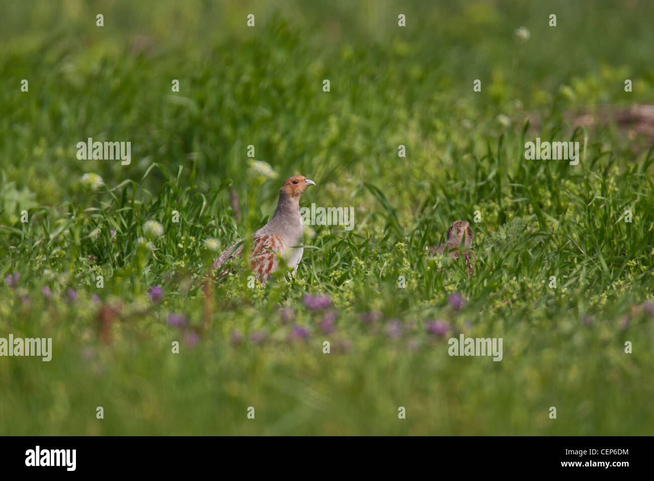Rebhuhn, Perdix perdix, grey partridge Stock Photo - Alamy
