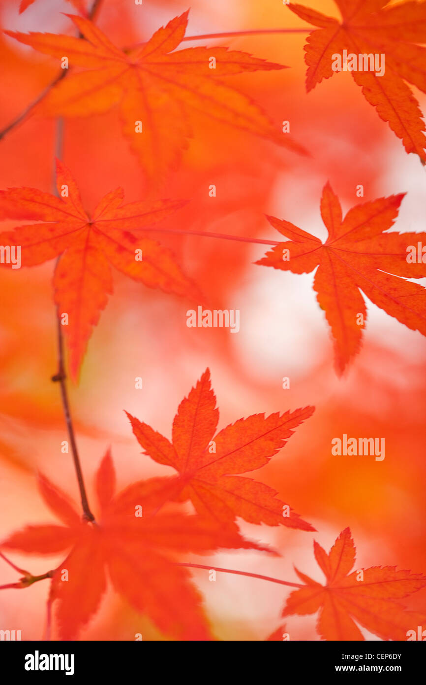 Red japanese maple hi-res stock photography and images - Alamy