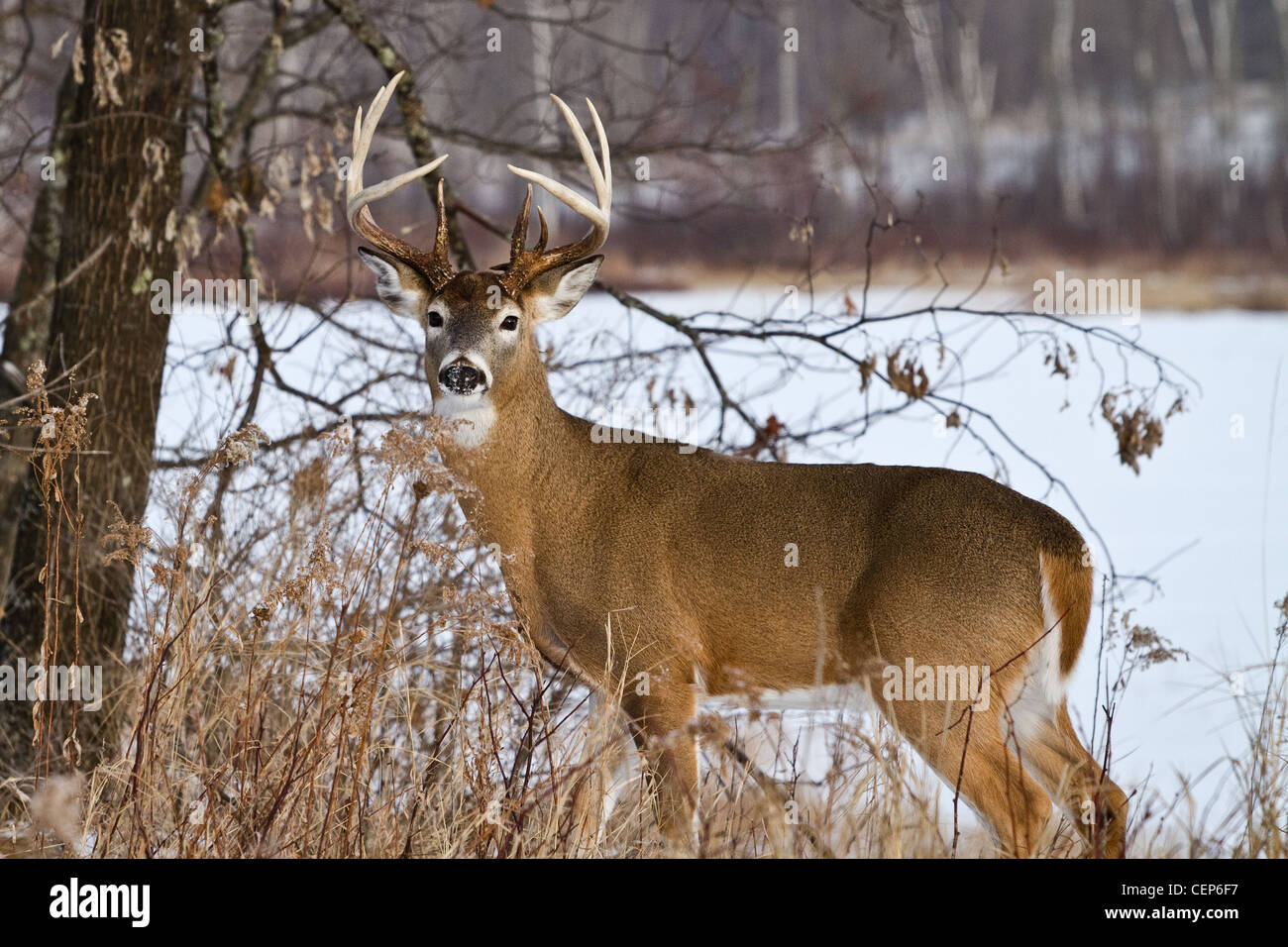 White-tailed buck in winter Stock Photo - Alamy