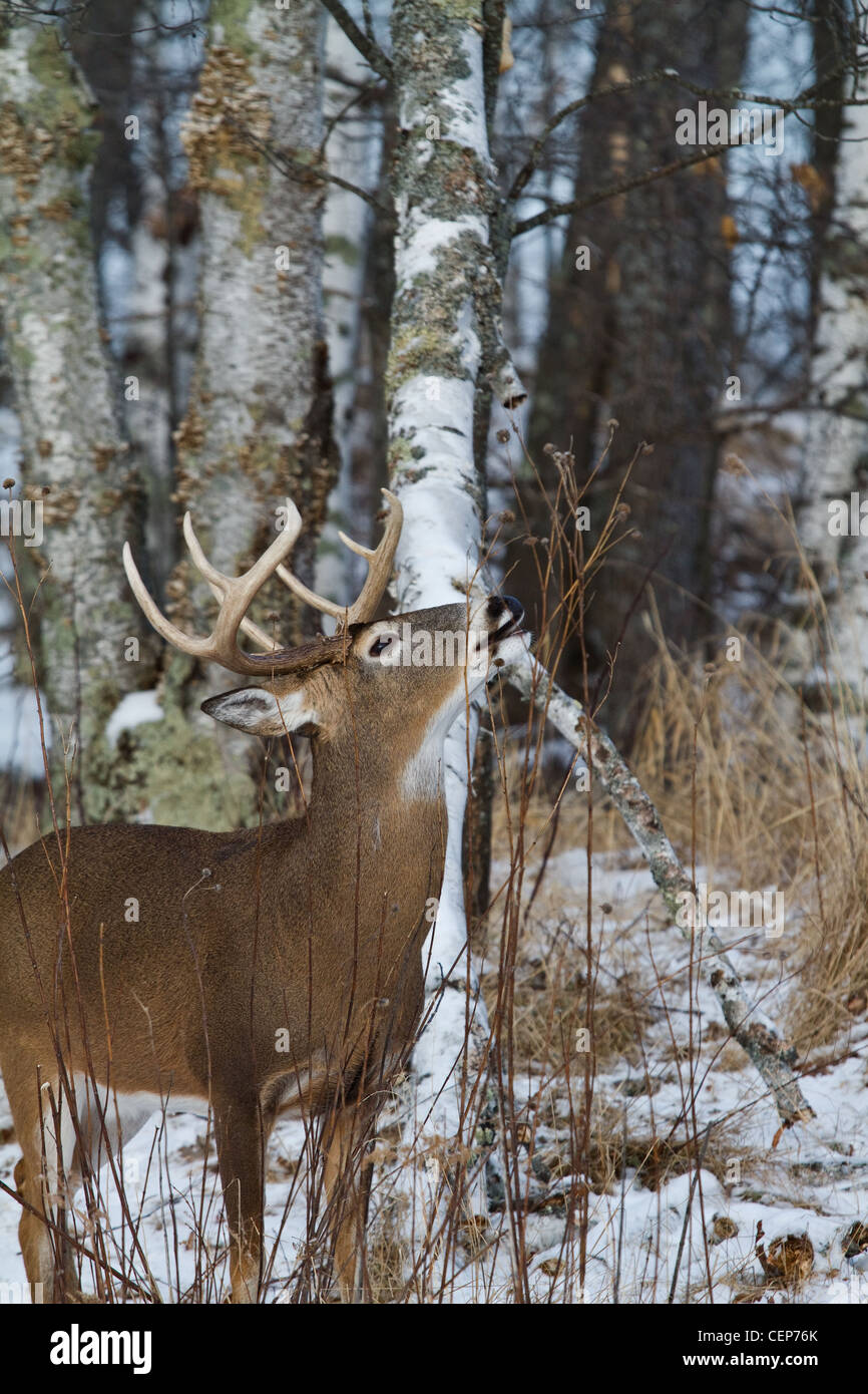 White-tailed deer in winter Stock Photo - Alamy