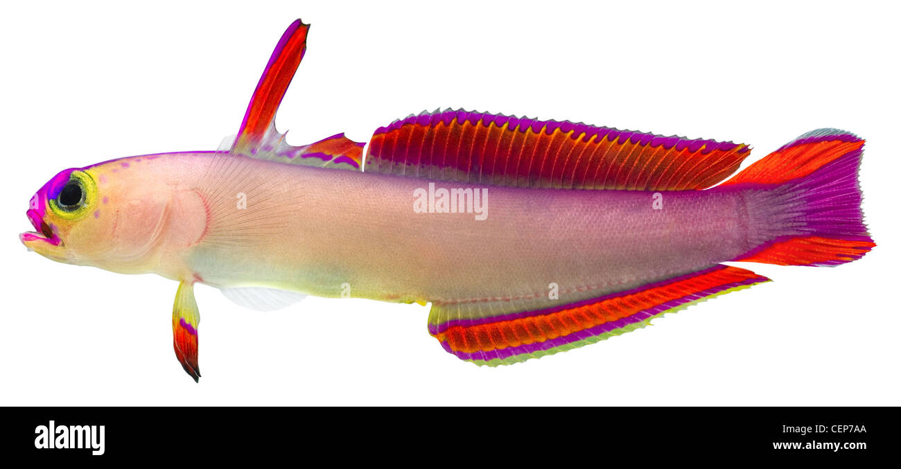 Purple Goby