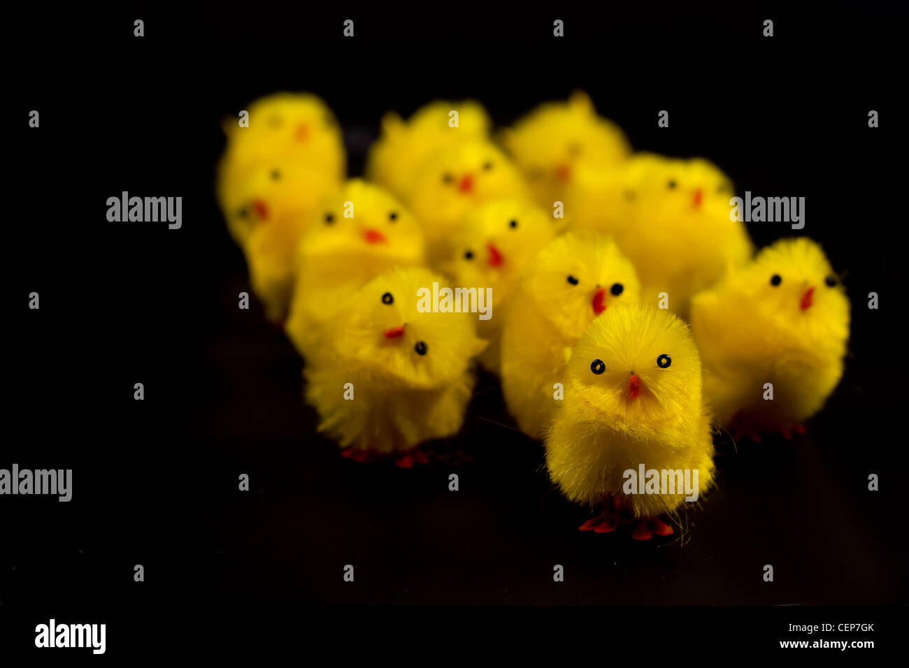 Chickens marching hi-res stock photography and images - Alamy