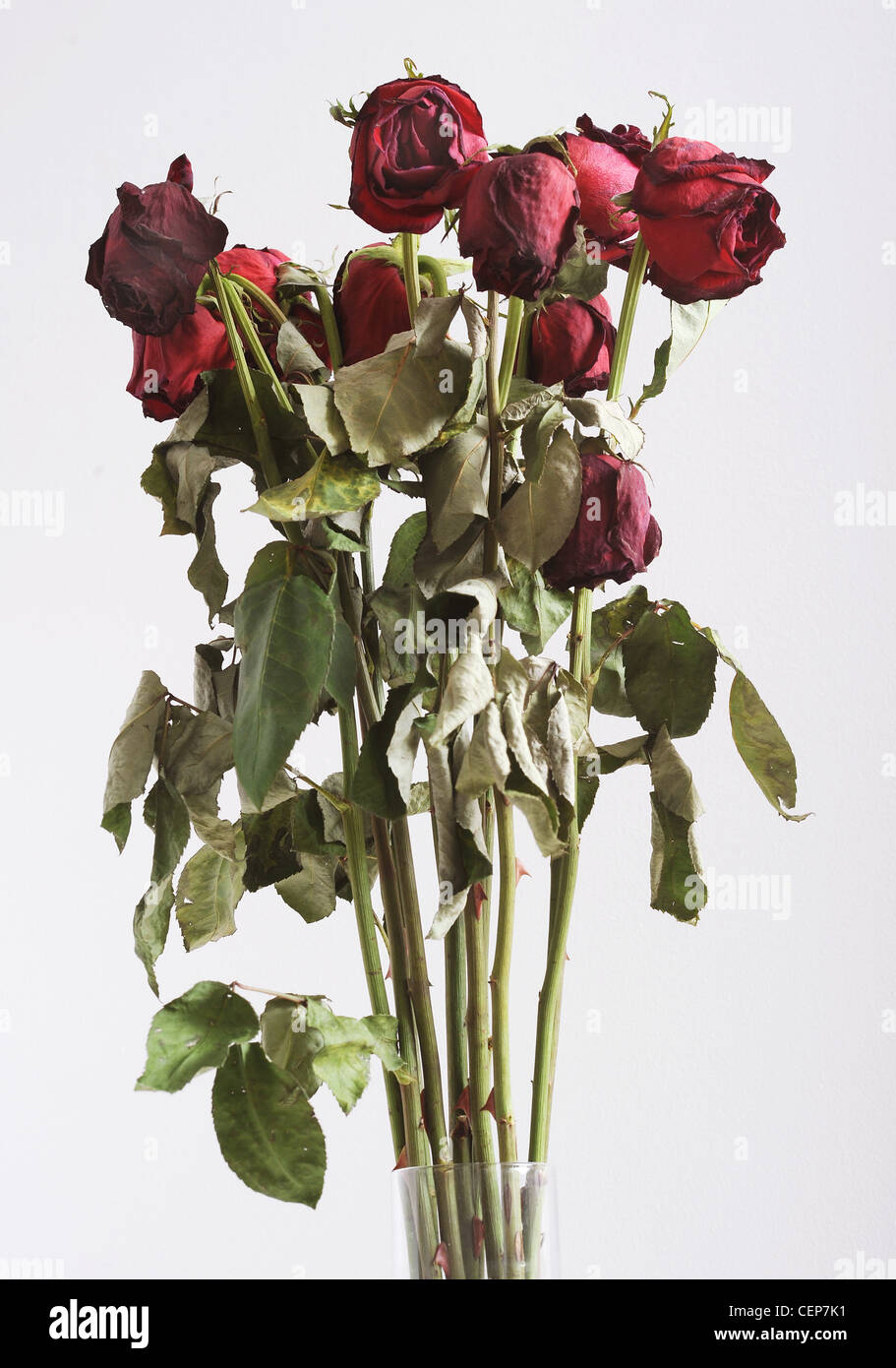Sad rose image hi-res stock photography and images - Alamy