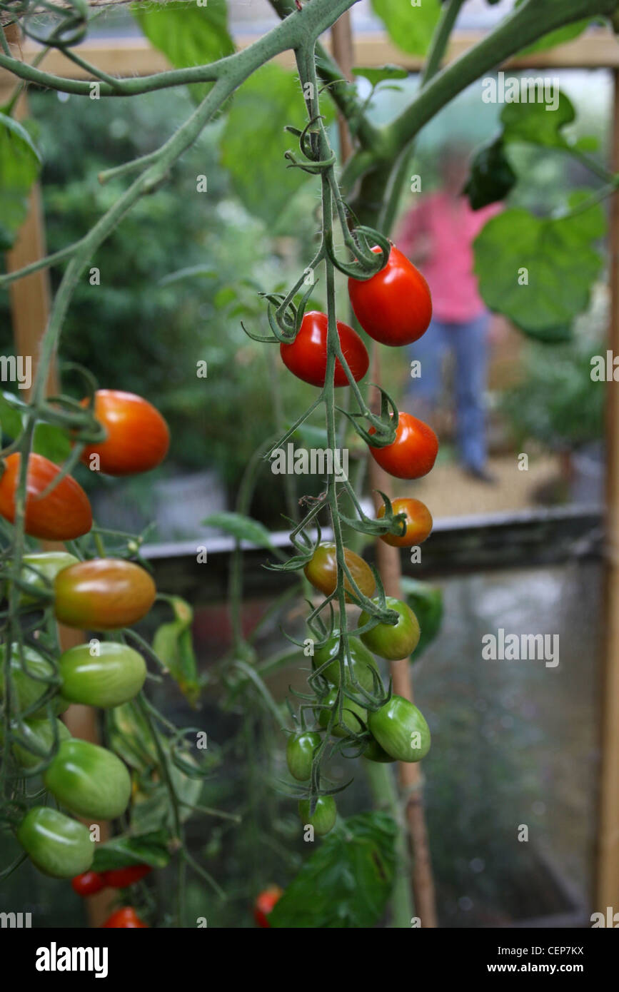 Detail image of tomatoes (Tomato Rosada) in greenhouse, Wardhurst, East ...
