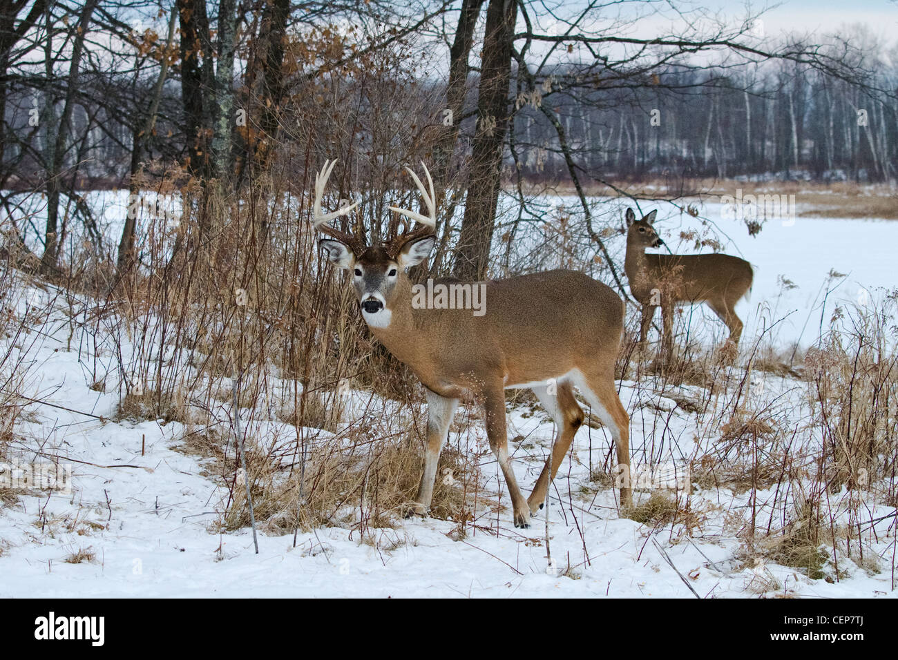 White-tailed deer in winter Stock Photo - Alamy